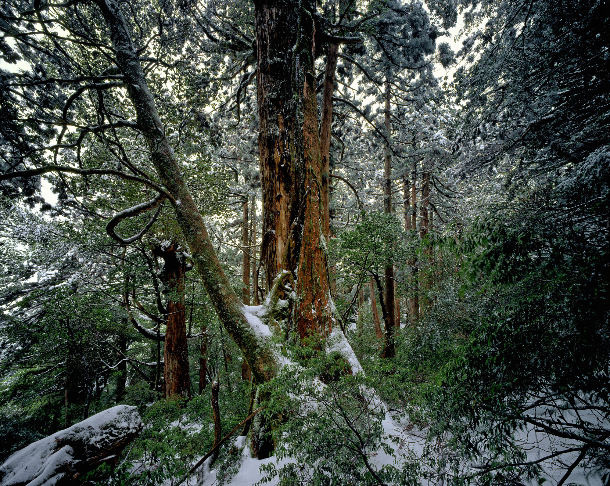 Western Red Cedar - US Timber™
