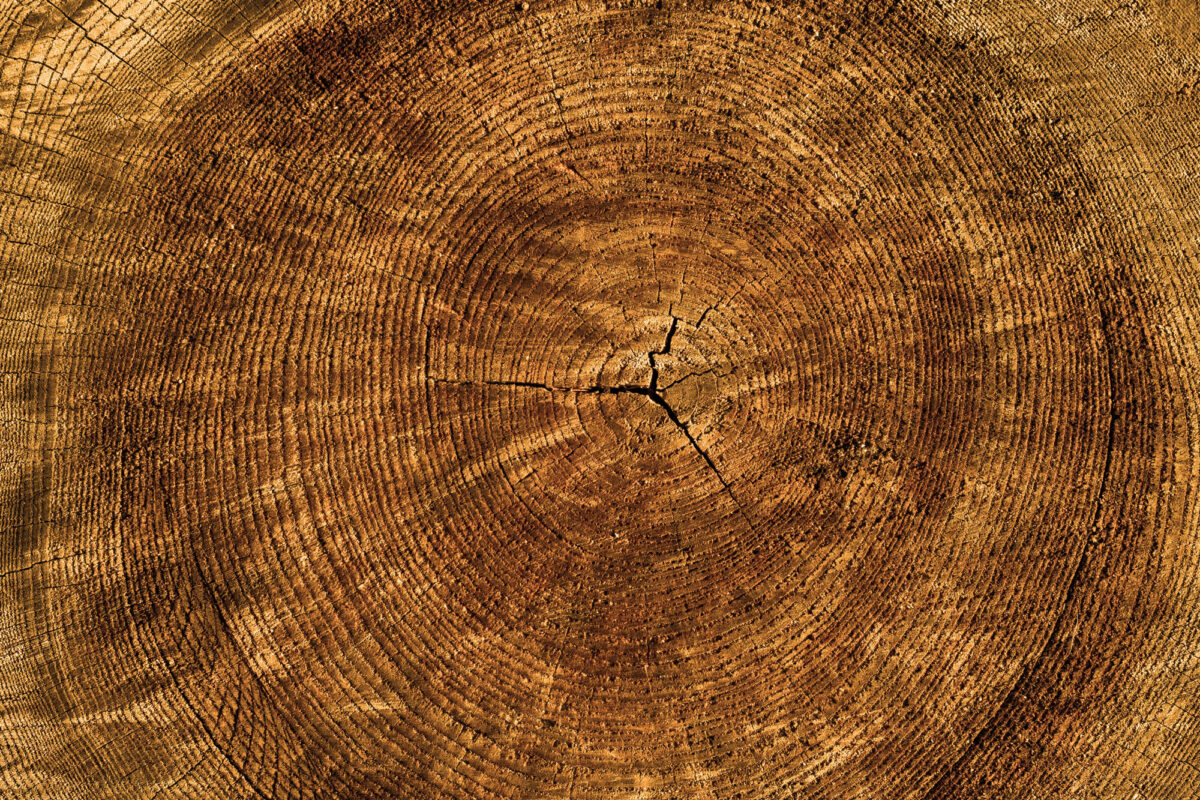 Eastern White Pine – US Timber™