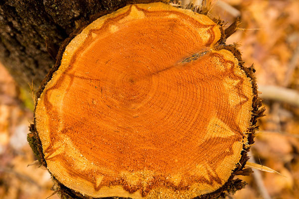 Western Red Cedar - US Timber™