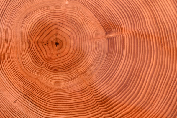 Douglas Fir - US Timber™