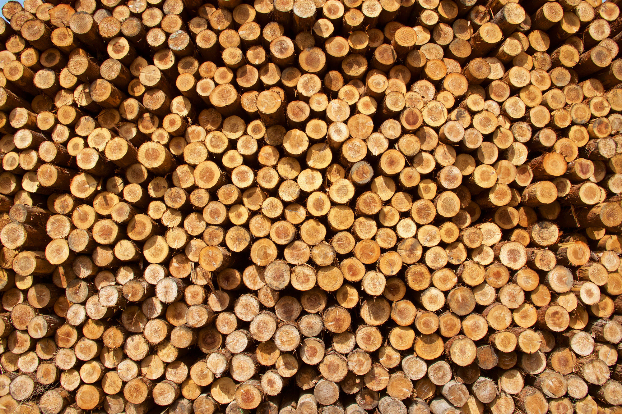 Western Red Cedar - US Timber™