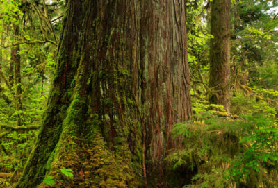 Western Red Cedar - US Timber™