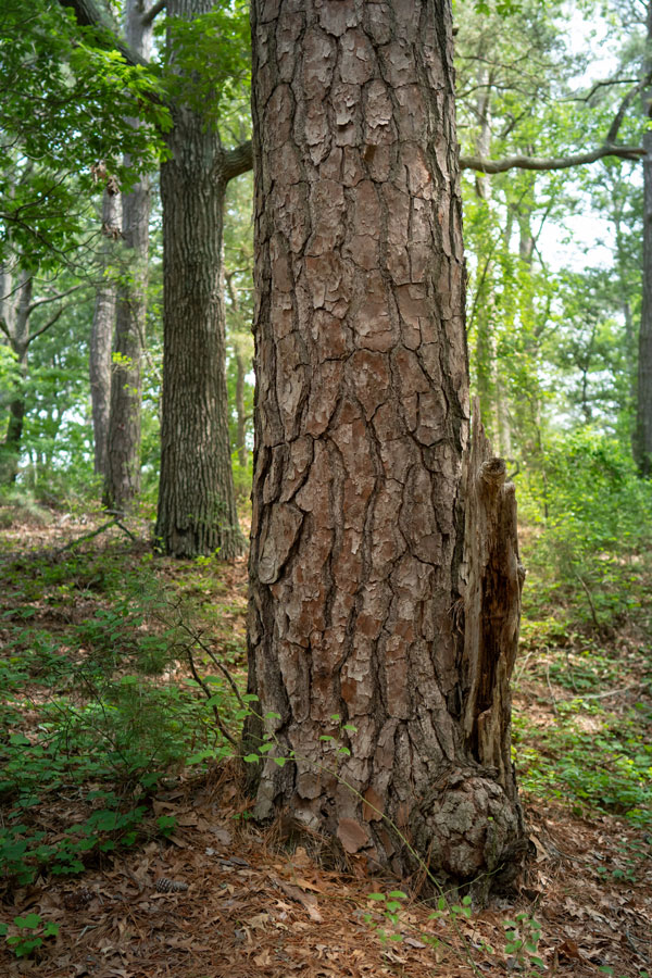 Eastern White Pine – US Timber™