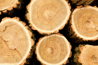 Eastern White Pine – US Timber™
