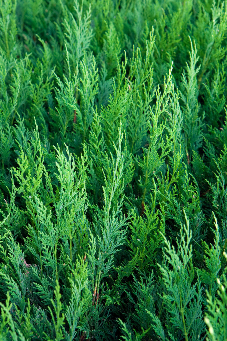 Western Red Cedar - US Timber™