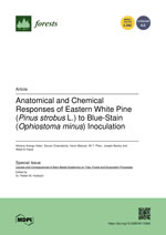 Eastern White Pine – US Timber™