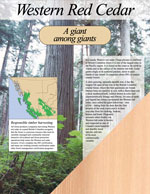Western Red Cedar - US Timber™